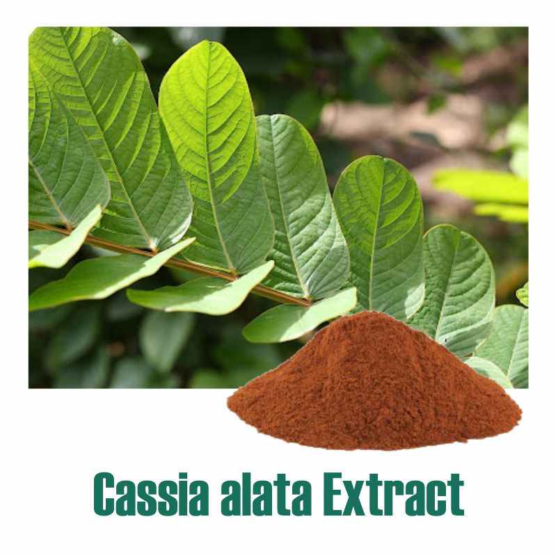 Cassia Leaves Extract | JK Botanicals Pvt Ltd | Ingredients Network