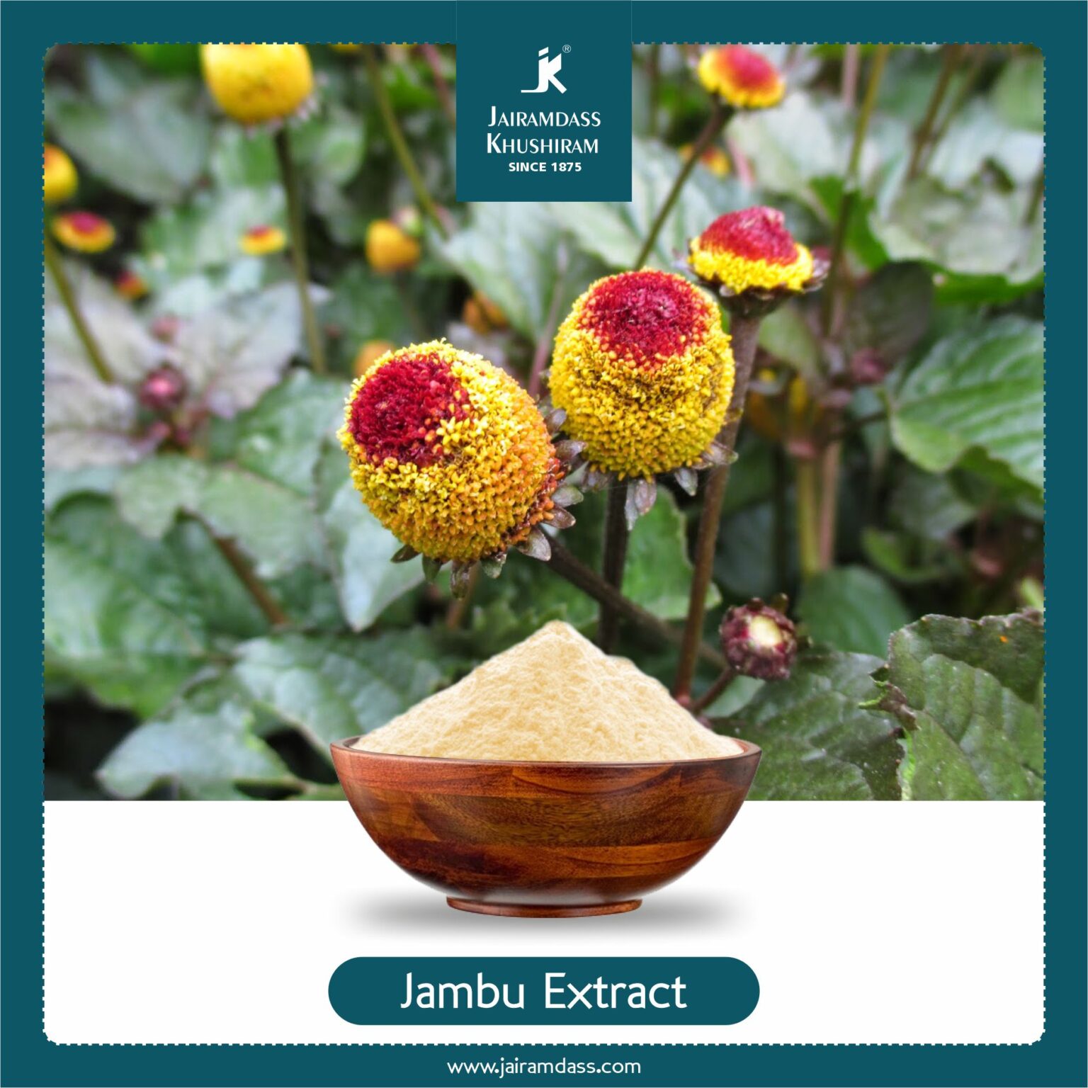 Spilanthes Oleracea Extract | JK Botanicals Pvt. Ltd. | Ingredients Network