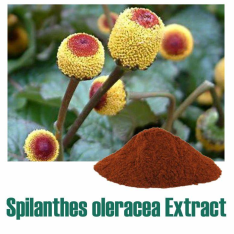 Spilanthes Oleracea Extract | JK Botanicals Pvt Ltd | Ingredients Network