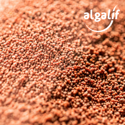 AstaBead™ Astaxanthin beadlets 5% | ALGALIF | Ingredients Network