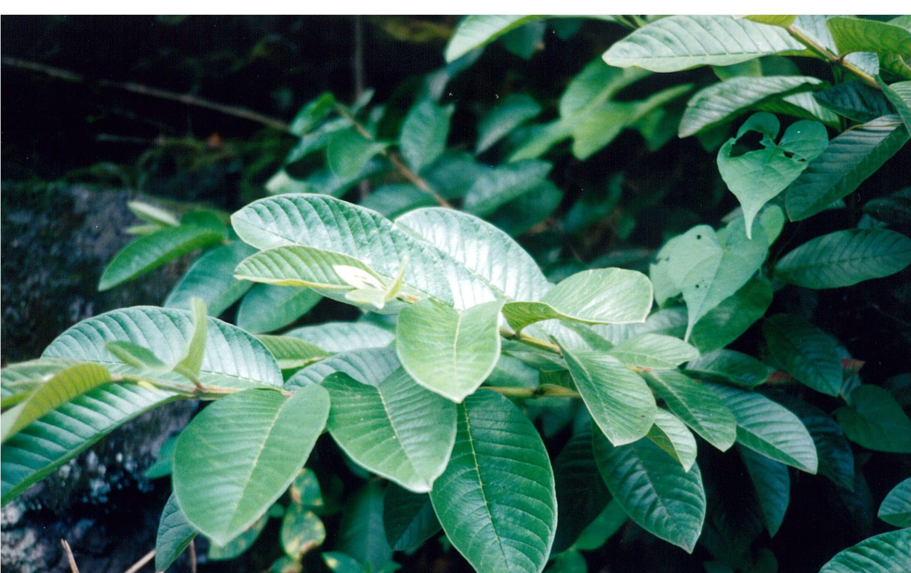 Guava Leaf Extract Powder | IWAKI & CO LTD | Ingredients Network