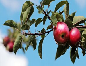 Apple Juice Powder (Malus pumila) | Naturmed Scientific GmbH ...