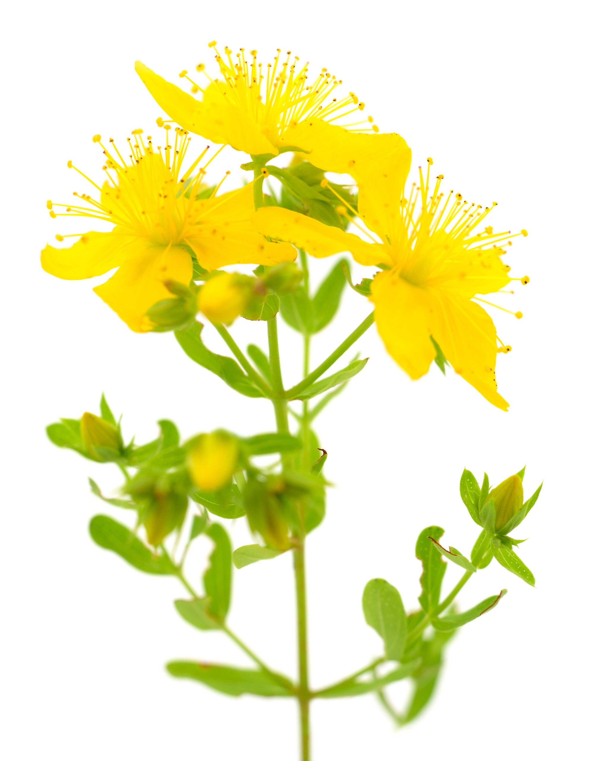 St. John’s Wort Extract (Hypericum perforatum L.) | Naturmed Scientific ...