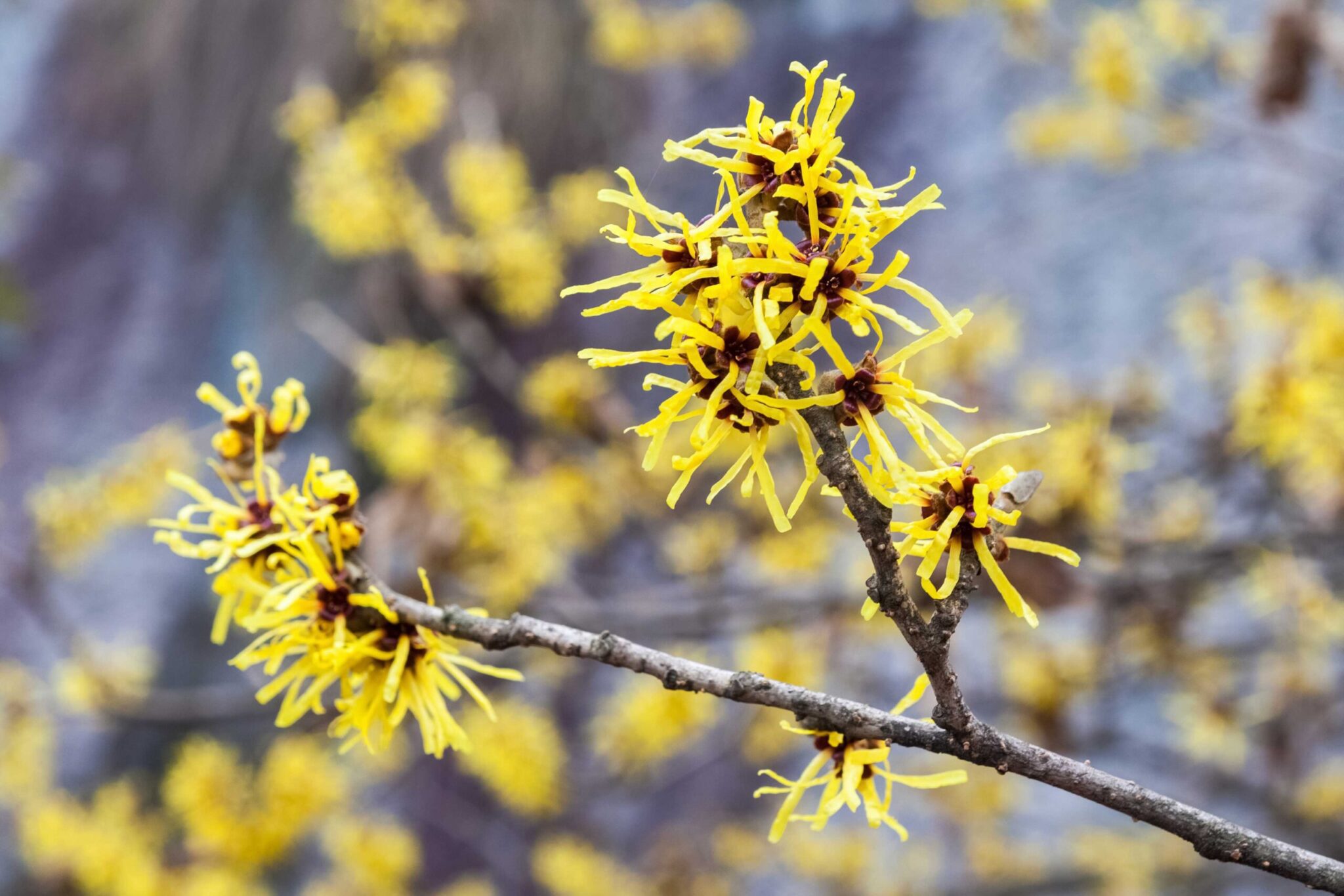 Hamamelis Extract (Hamamelis virginiana) | Naturmed Scientific GmbH ...