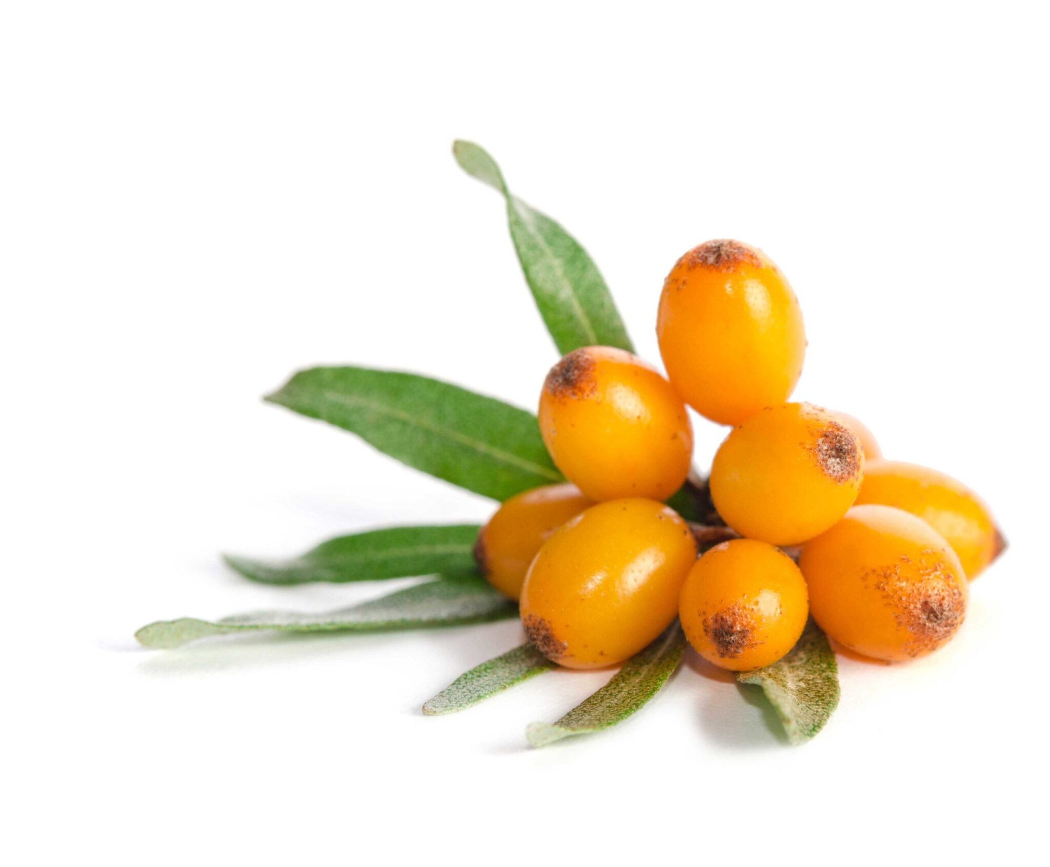 Sea Buckthorn Extract (Hippophae rhamnoides L.) | Naturmed Scientific ...