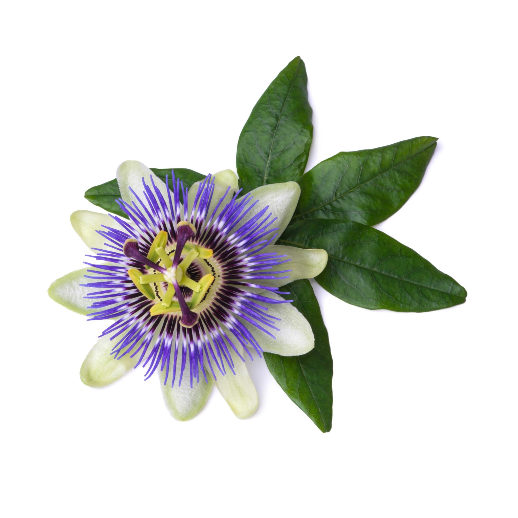 Passion Flower Extract (Passiflora incarnate) | Naturmed Scientific GmbH | Ingredients Network