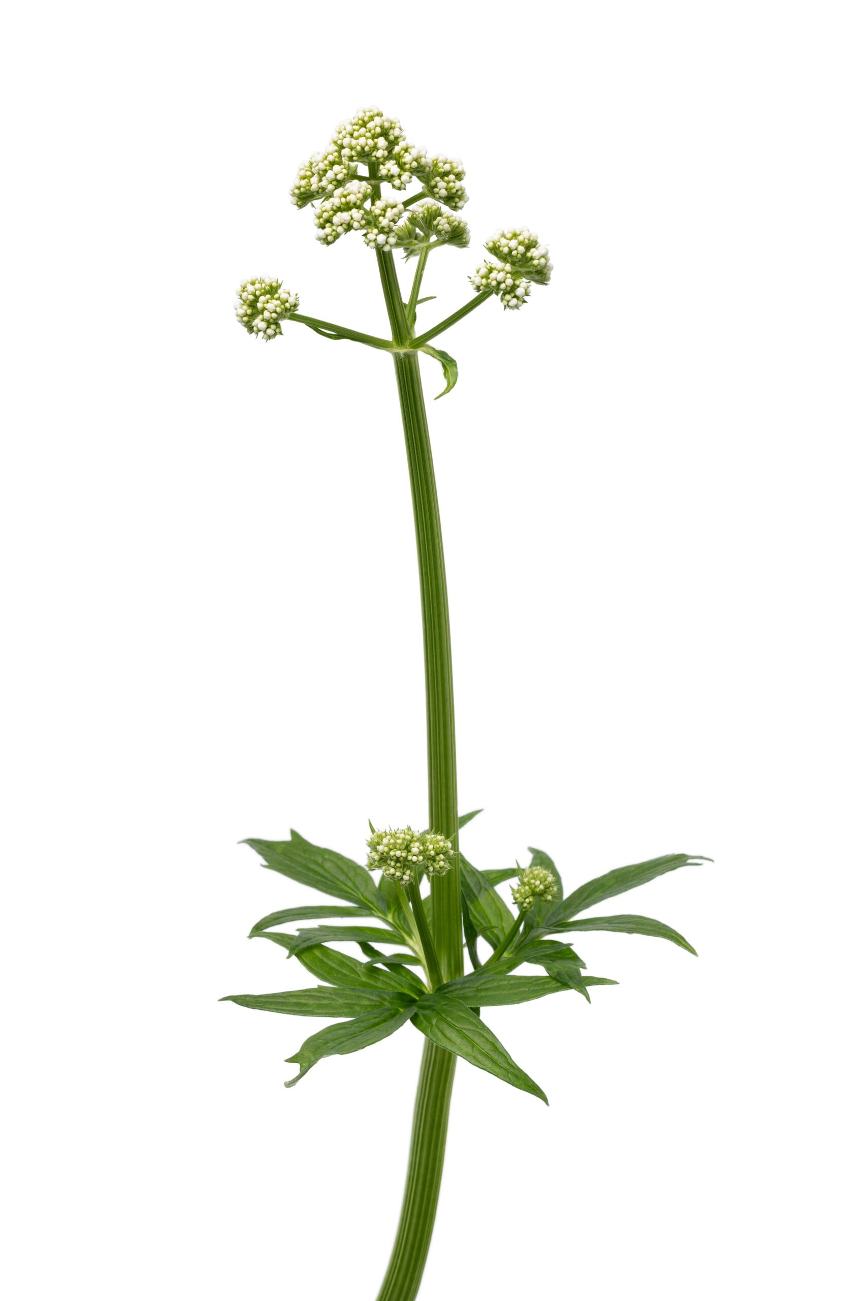 Valerian Extract (Valeriana officinalis) | Naturmed Scientific GmbH ...