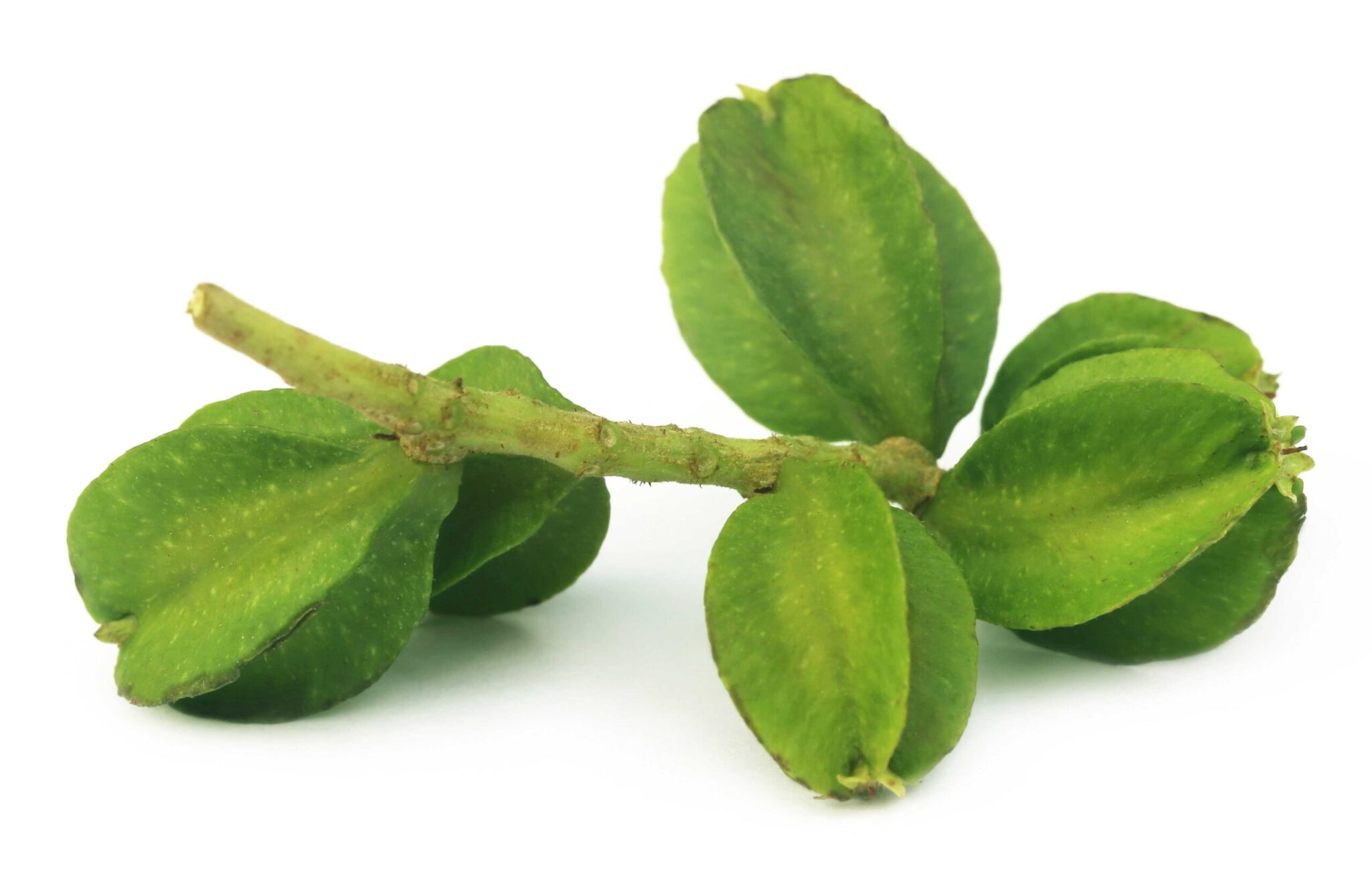 Terminalia Arjuna Extract (Terminalia arjuna) | Naturmed Scientific ...