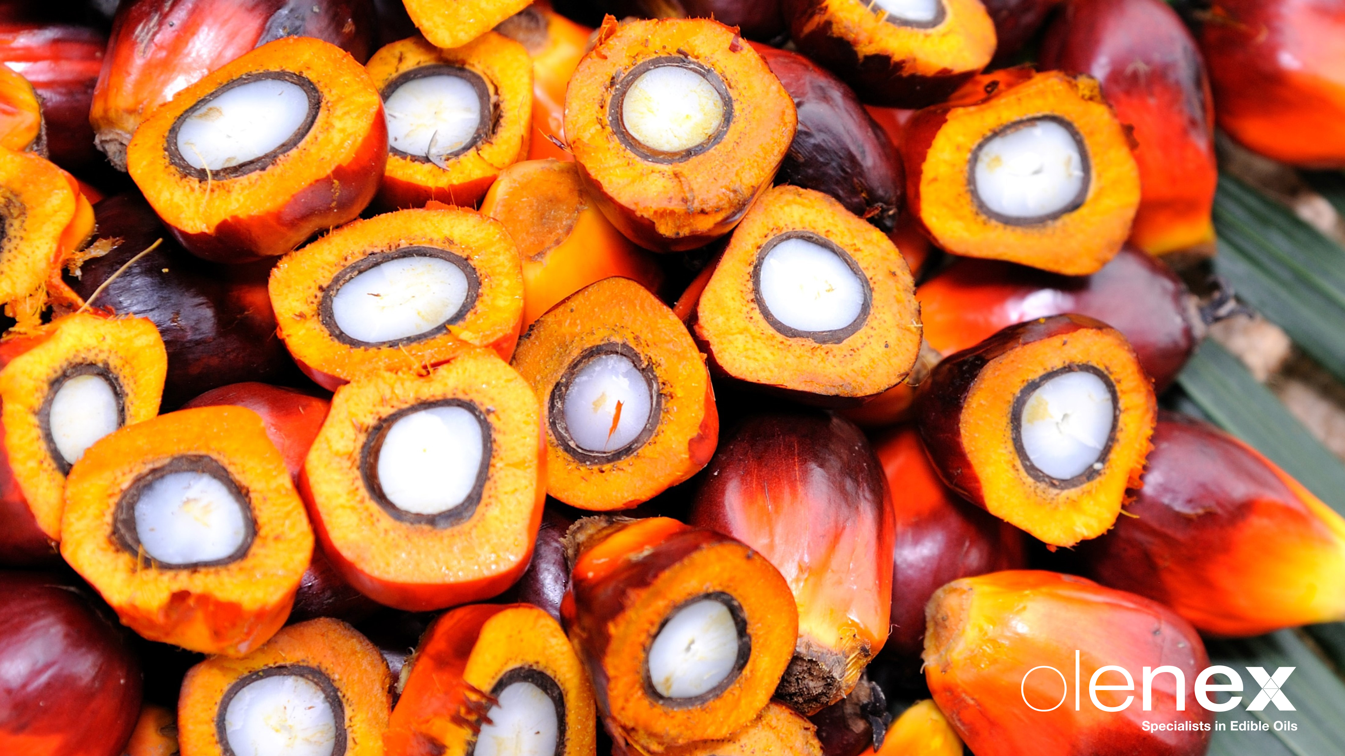 Palm Oil | Olenex | Ingredients Network