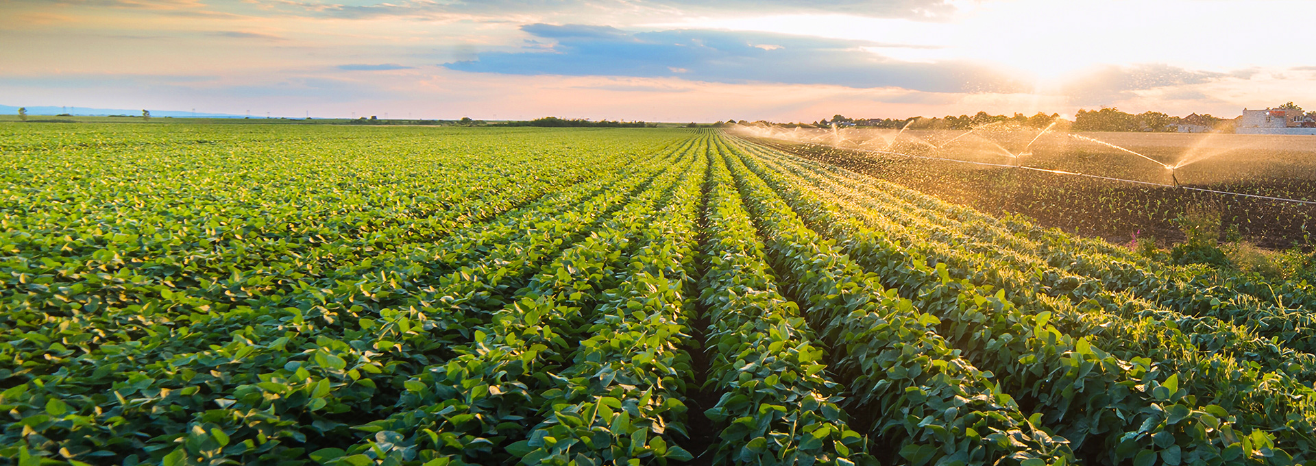 Soybean Oil | Olenex | Ingredients Network