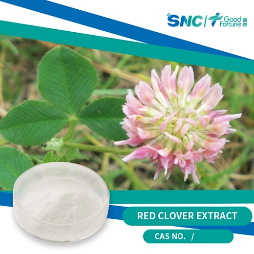 Red Clover Extract | SNC | Good Fortune | Ingredients Network