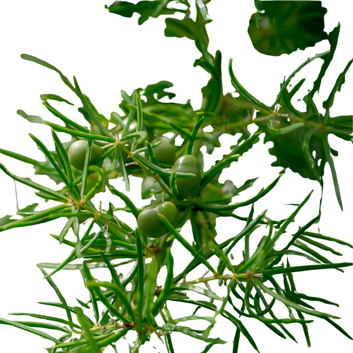 Shatavari Extract | Naturextrakte Bioscience Pvt Ltd | Ingredients Network