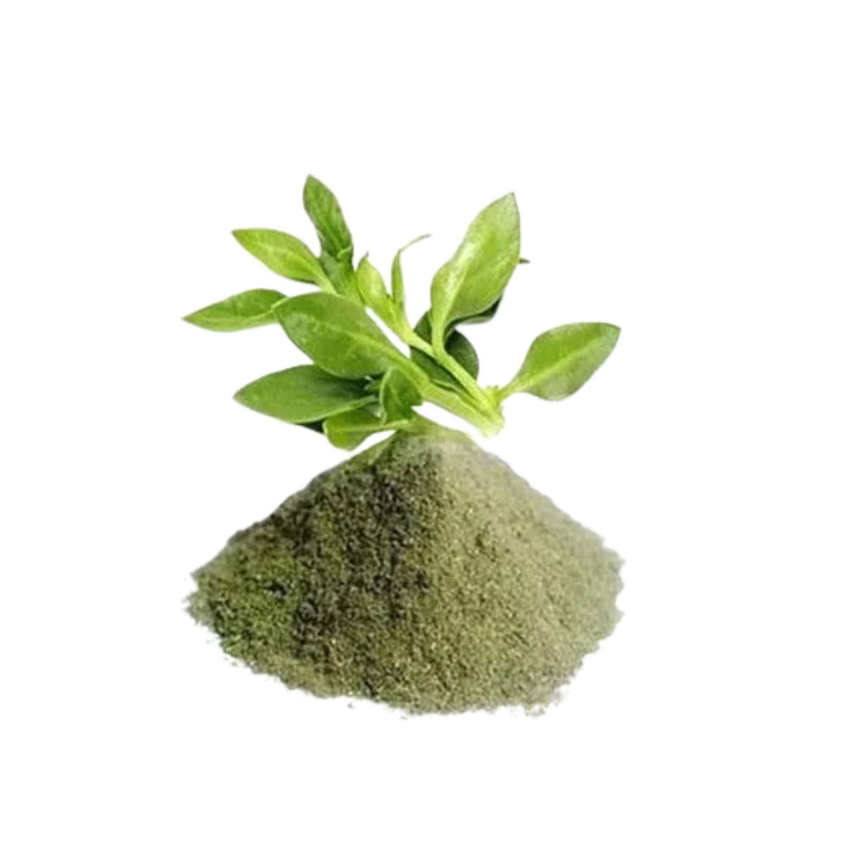 Nano Kalmegh (Kalmegh Extract) | Naturextrakte Bioscience Pvt Ltd ...