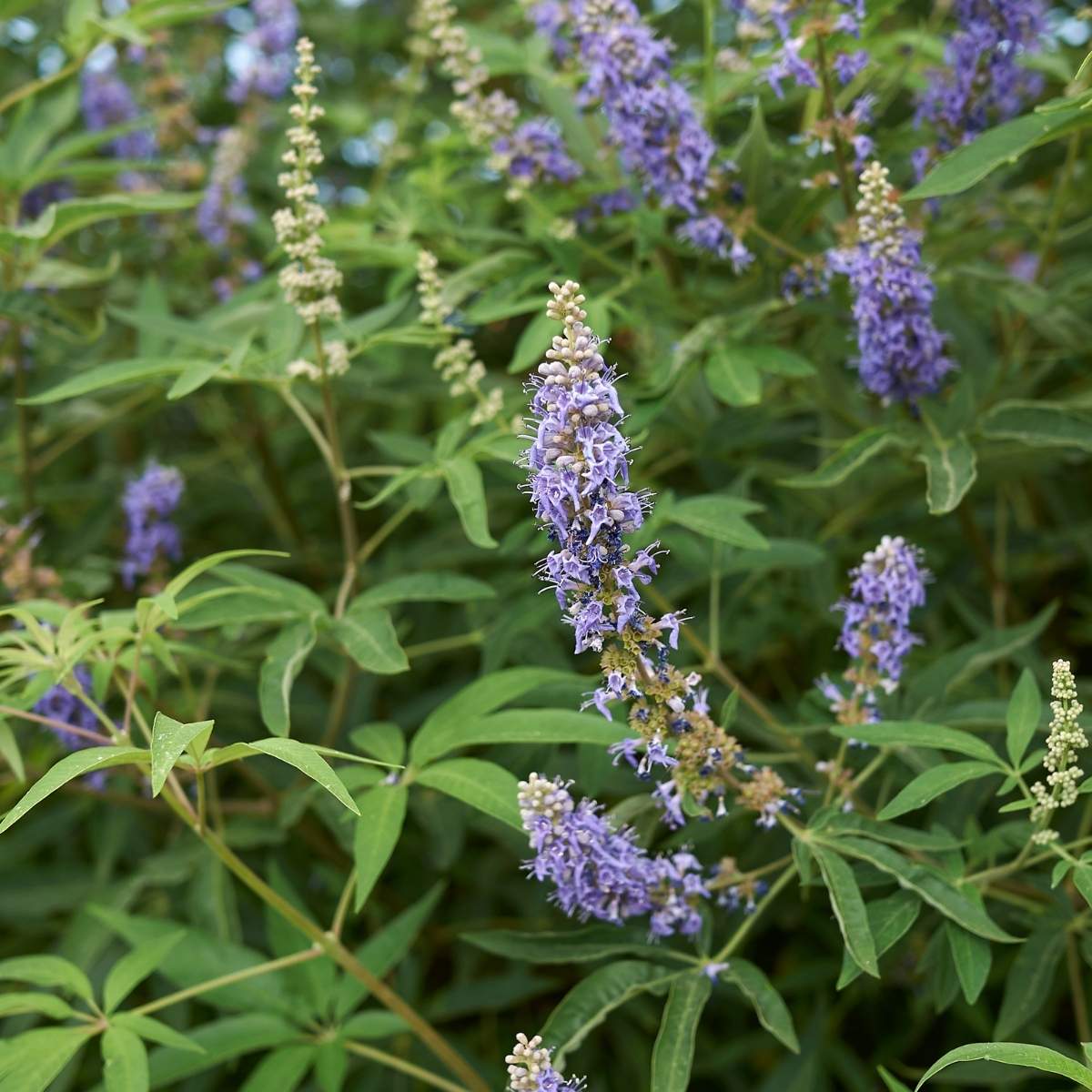 Vitex Agnus Castus Extract | Bio Actives Japan K.K. | Ingredients Network