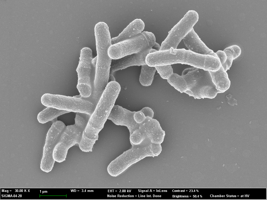 Bifidobacterium bifidum BGN4 | BIFIDO CO LTD | Ingredients Network