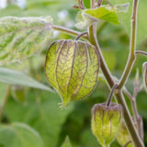 Frutarom launches Inca berry ingredient